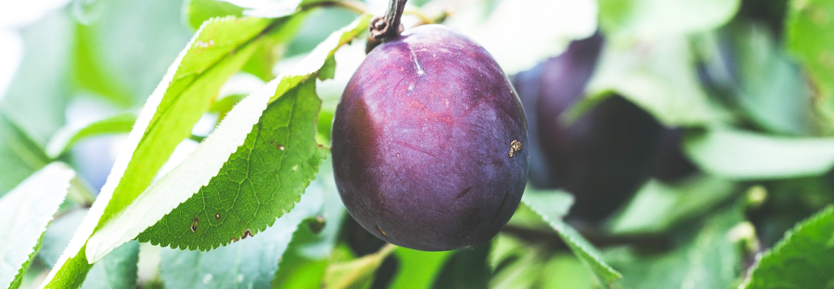 Prunes Diet - Prunes Health Benefits