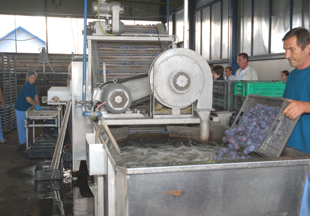 Serbian Prunes Production Process