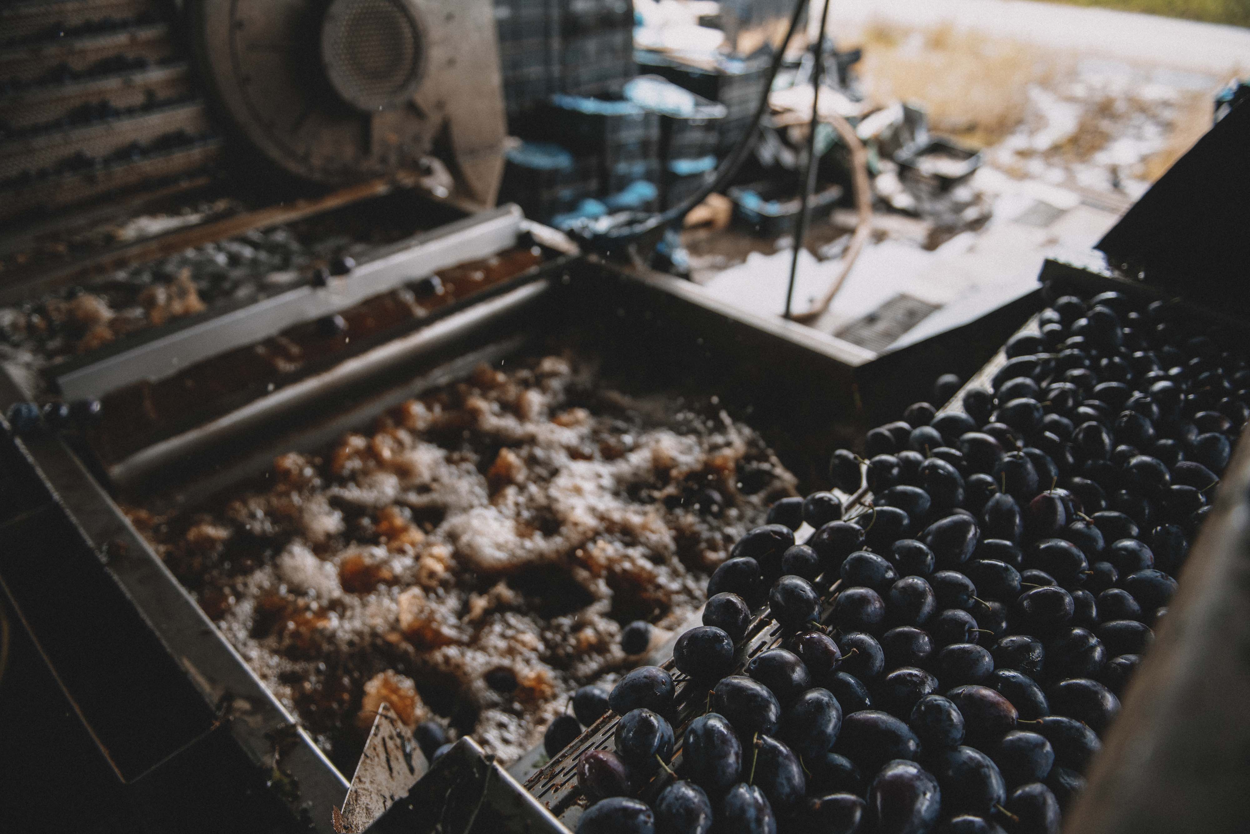 Serbian Prunes Production Process