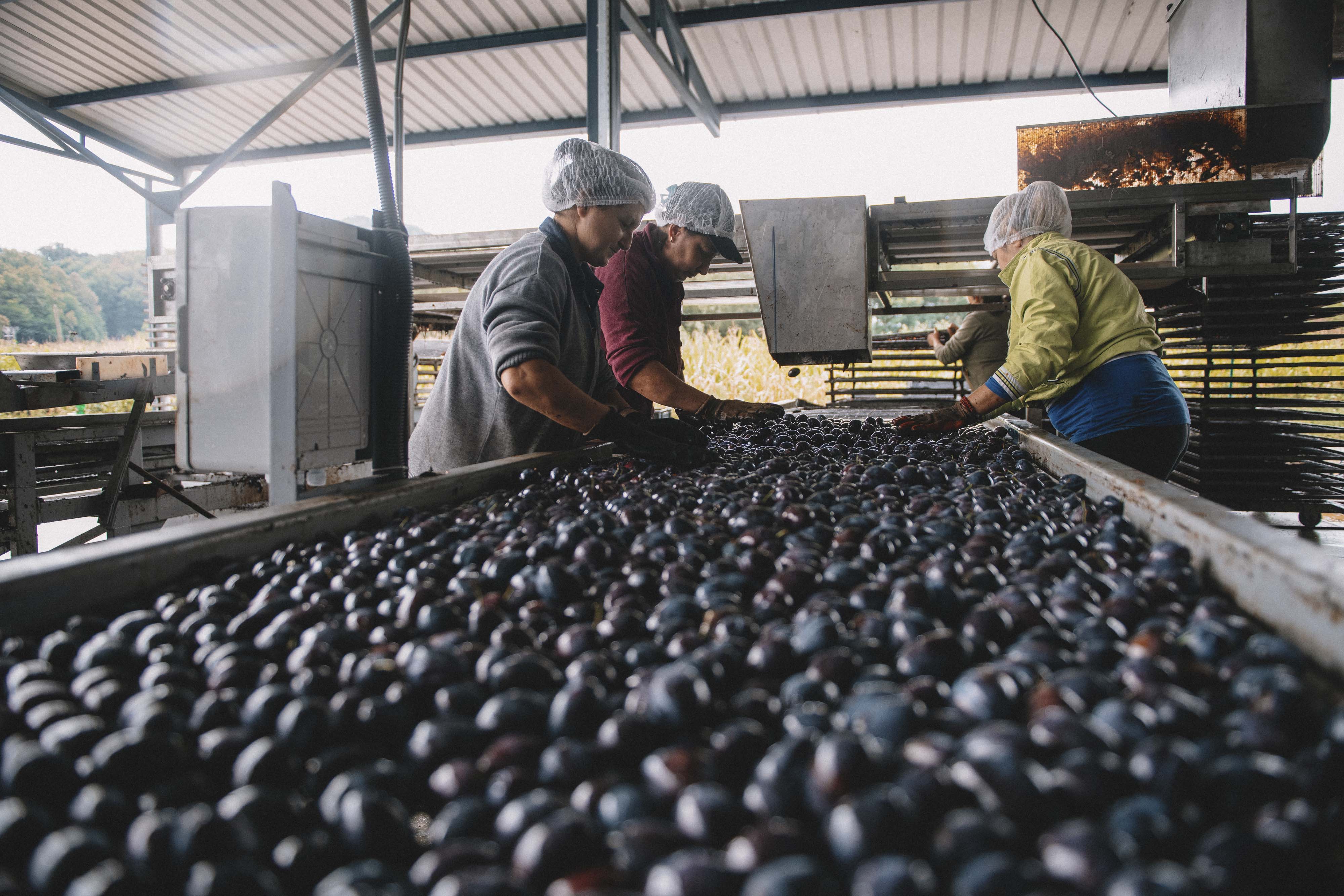 Serbian Prunes Association