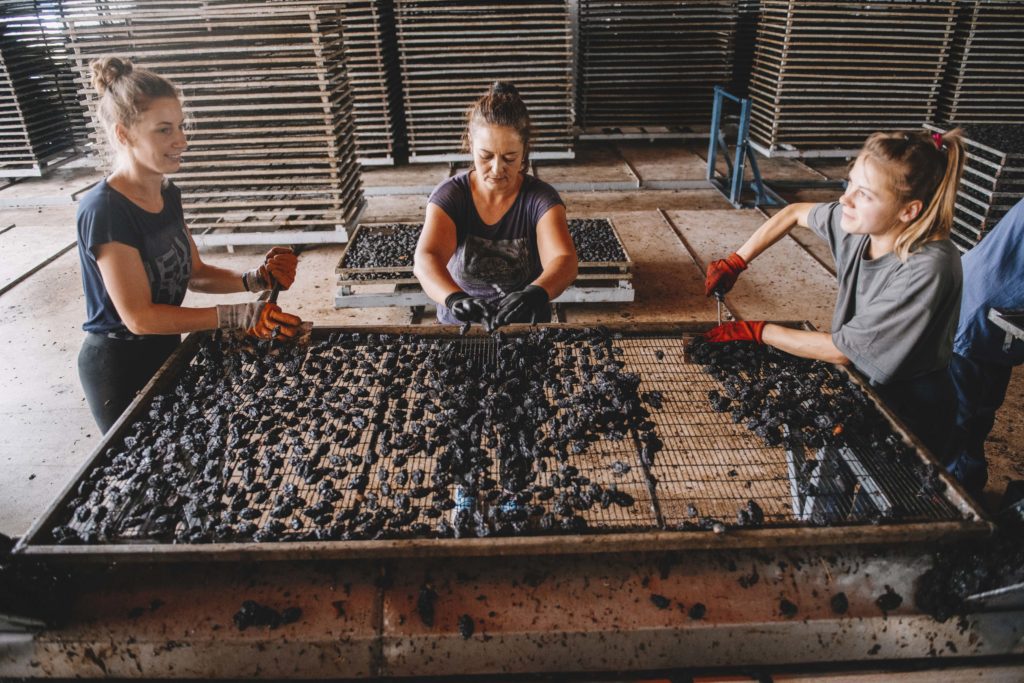 Serbian Prunes Production Process