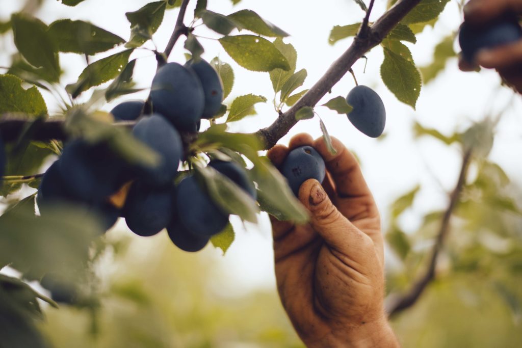 Serbian Prunes Production Process